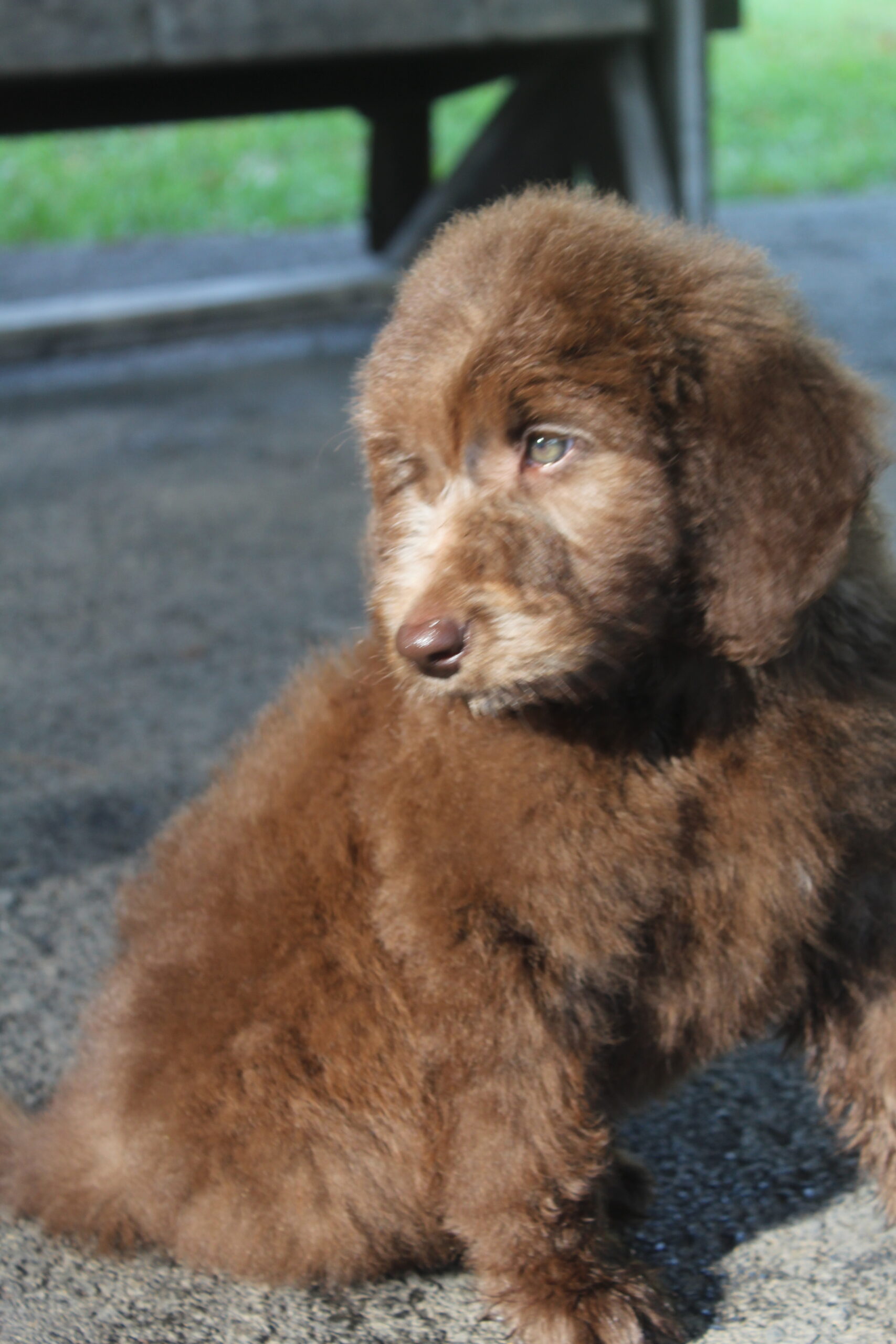 Newfypoo Breeder - Green Acres Newfypoos - Central PA
