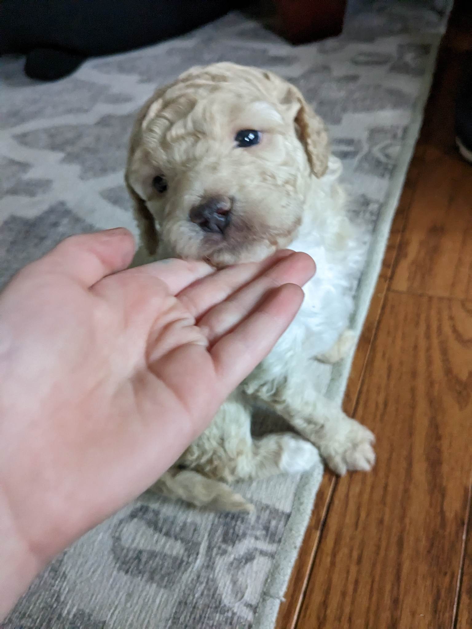 BLOG: New Puppy Tips & Tricks - Green Acres Newfypoos